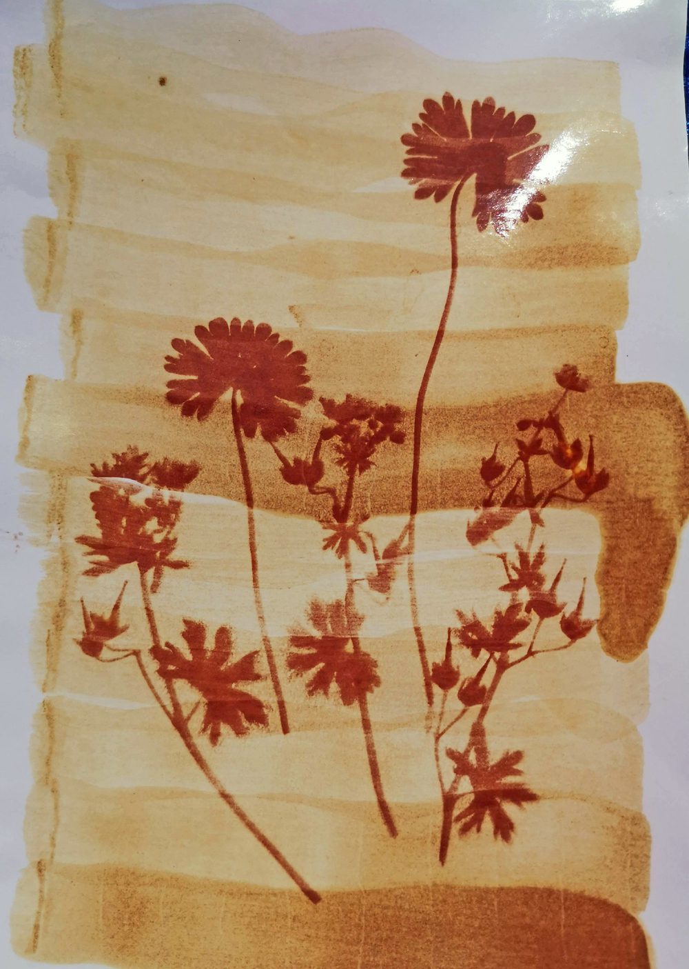 Plant based photography - BBC Gardeners' World Live